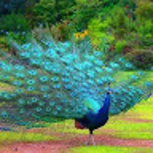 Stream YOLANDA I COLLAZO Q | Listen to ESPIRITISMO playlist online for ...