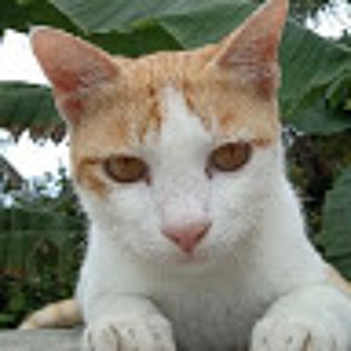 Stream NIVETHA RAJENDRAN music | Listen to songs, albums, playlists for ...