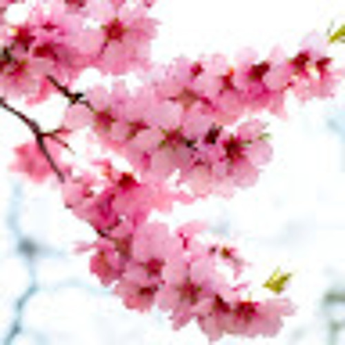 Stream Sakura Synth music | Listen to songs, albums, playlists for free ...