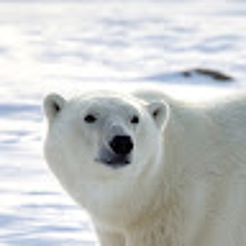 Stream Snowy music | Listen to songs, albums, playlists for free on ...