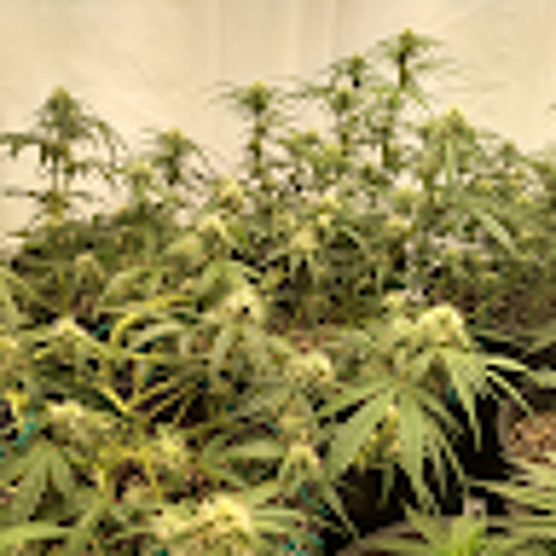 Stream Bryan Rousey music | Listen to songs, albums, playlists for free ...