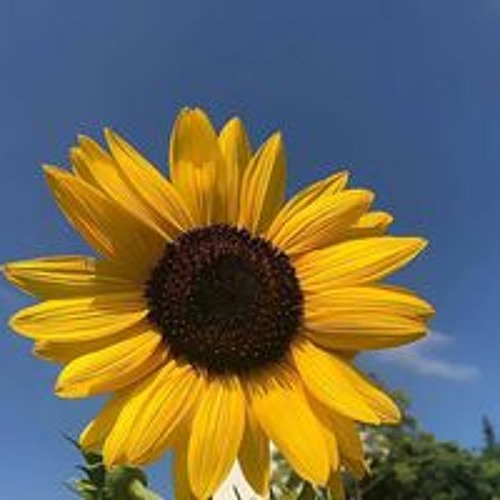 Stream Fan Yun Shi music | Listen to songs, albums, playlists for free on SoundCloud