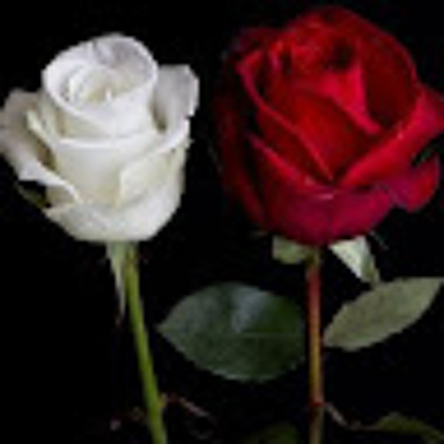 Stream Rahim Raza Official music | Listen to songs, albums, playlists ...