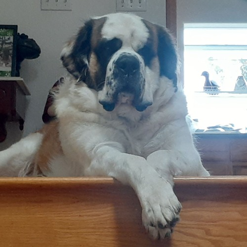 Stream perro_malo music | Listen to songs, albums, playlists for free ...