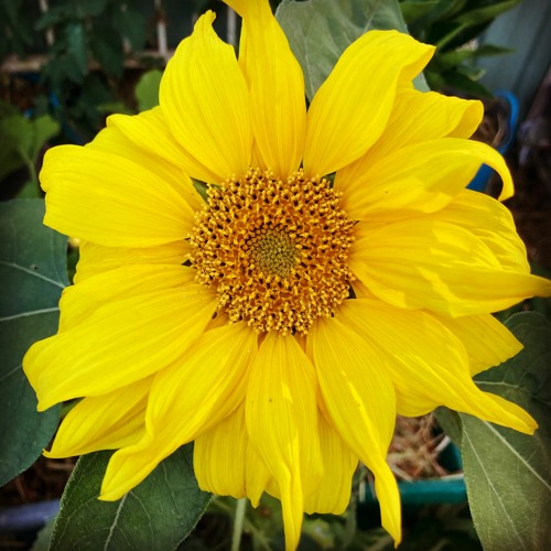 Stream SusieSparkles music | Listen to songs, albums, playlists for ...