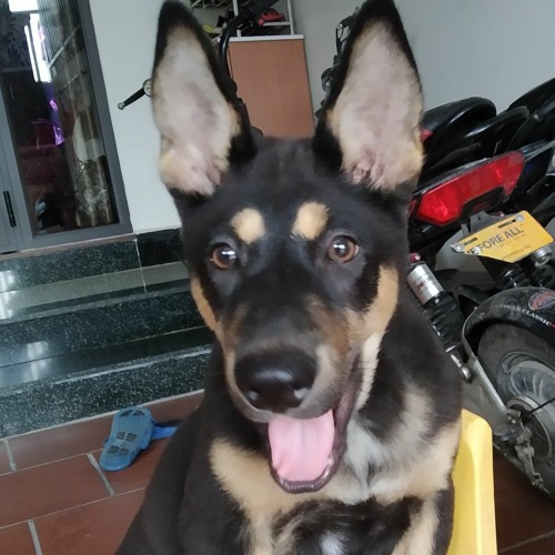 Stream baaa music | Listen to songs, albums, playlists for free on ...