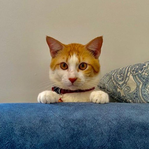 Stream Suhaib Al Rumi music | Listen to songs, albums, playlists for ...