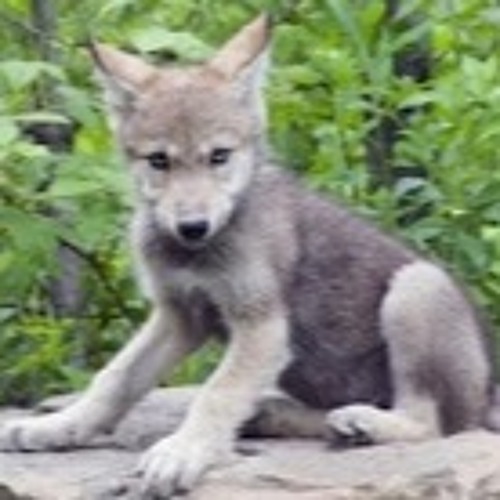 Stream Motive Scavy music | Listen to songs, albums, playlists for free ...