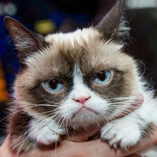 Stream Fly Me To The Moon by Grumpy Cat Plays Piano | Listen online for ...