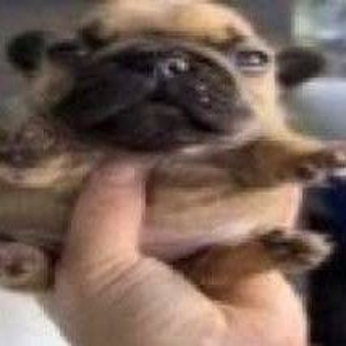 Stream sigma skibidi ohio toilet music | Listen to songs, albums ...