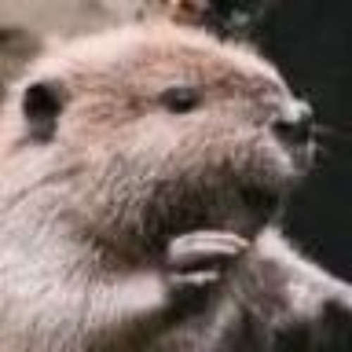 Stream bobik music | Listen to songs, albums, playlists for free on ...