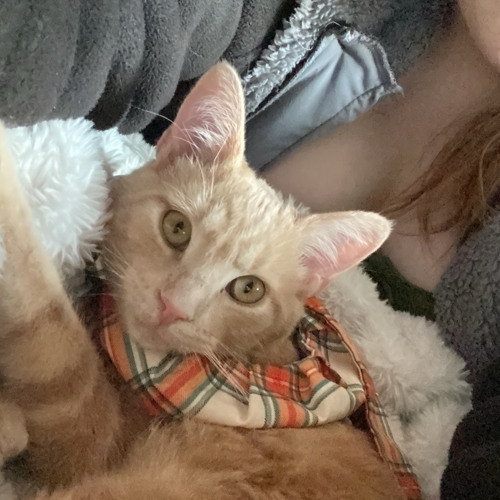 Stream Hazel Isabelle lawler music | Listen to songs, albums, playlists ...