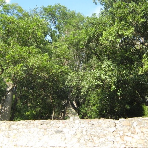 Stream Alma Sahagún - Composta by Estructura musical CICO | Listen ...