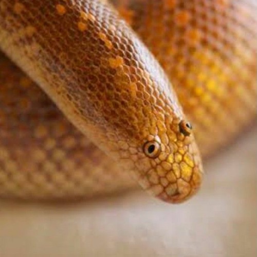 Stream a_goofy_lookin_snake music | Listen to songs, albums, playlists ...