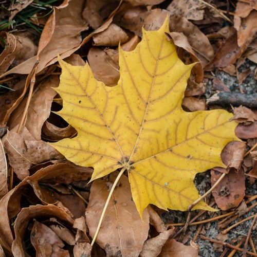 Stream Maybe Maple music | Listen to songs, albums, playlists for free ...