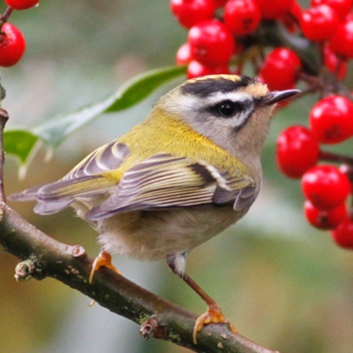 Stream River Prinia (Prinia fluviatilis) by Chris Townend | Listen ...