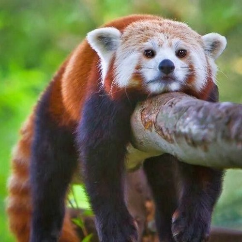 Stream E§ R€đ music | Listen to songs, albums, playlists for free on ...