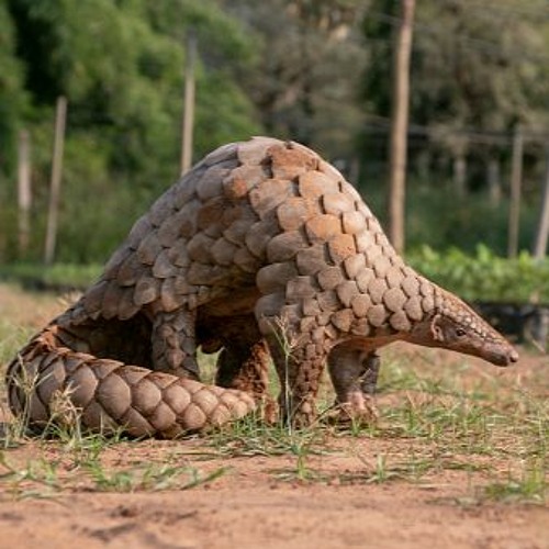 Stream mongolian pangolin music | Listen to songs, albums, playlists ...