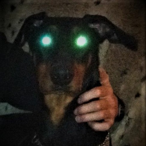 Stream Pavlovs Stray Dogs music | Listen to songs, albums, playlists ...