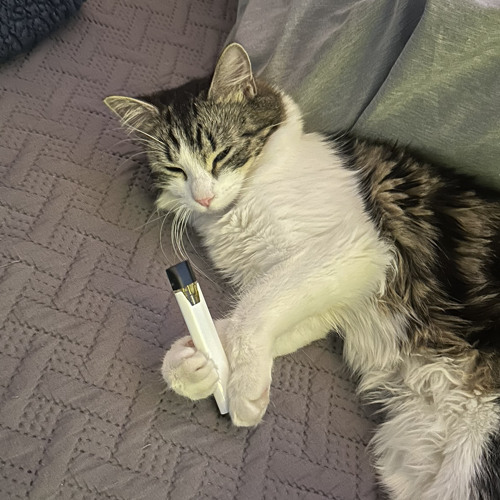 Stream poyo music | Listen to songs, albums, playlists for free on ...