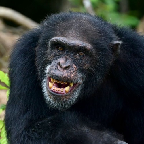 Stream Cowboy Fart by Prod Monkey | Listen online for free on SoundCloud