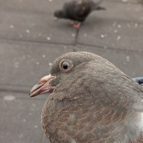 Stream Brawl Stars OST - Season 20 - Return to Ranger Ranch - Menu.mp3 ...