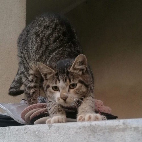 Stream plood music | Listen to songs, albums, playlists for free on ...