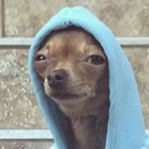 Top 99 avatar dog meme được xem và download nhiều nhất