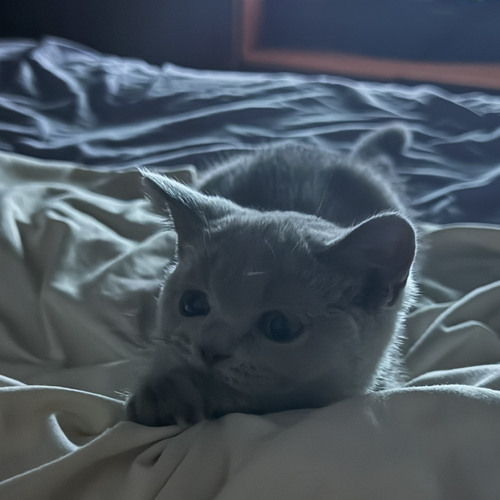 Stream hiesen music | Listen to songs, albums, playlists for free on ...