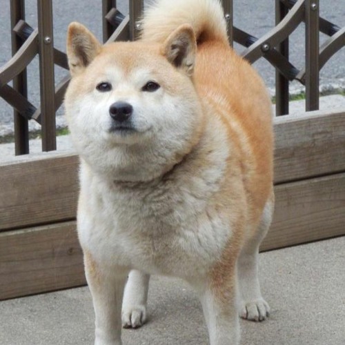 Stream Inu Sensei music | Listen to songs, albums, playlists for free ...