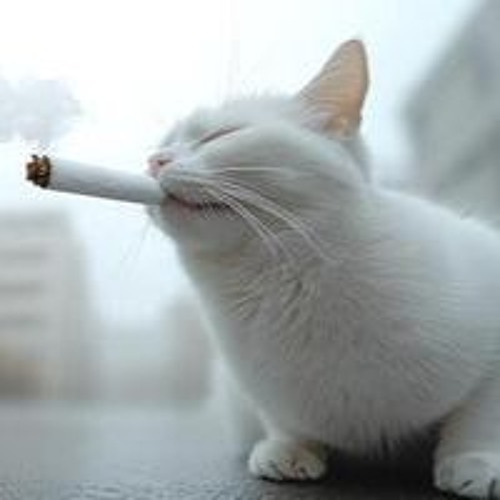 Stream widow music | Listen to songs, albums, playlists for free on ...