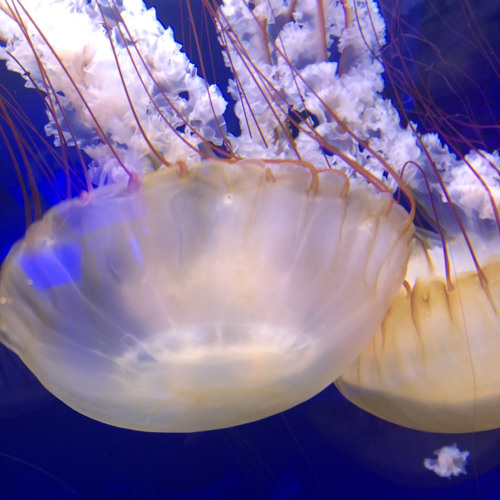 Stream cinnamontwist music | Listen to songs, albums, playlists for ...