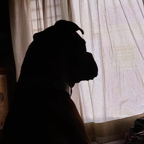 Stream Coco TT music | Listen to songs, albums, playlists for free on ...