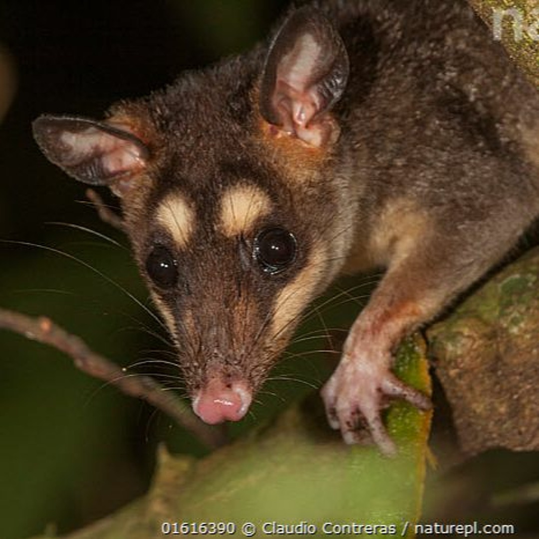 Stream Xandrecos music | Listen to songs, albums, playlists for free on ...