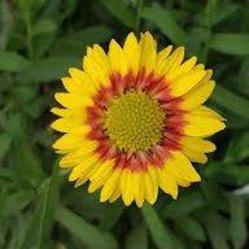 Stream Sara Helal music | Listen to songs, albums, playlists for free ...