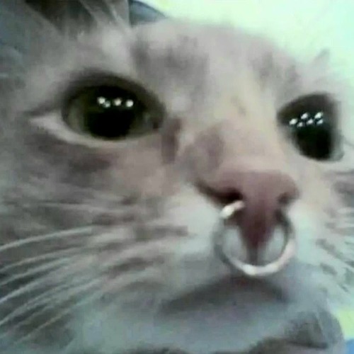 Stream Zexx music | Listen to songs, albums, playlists for free on ...