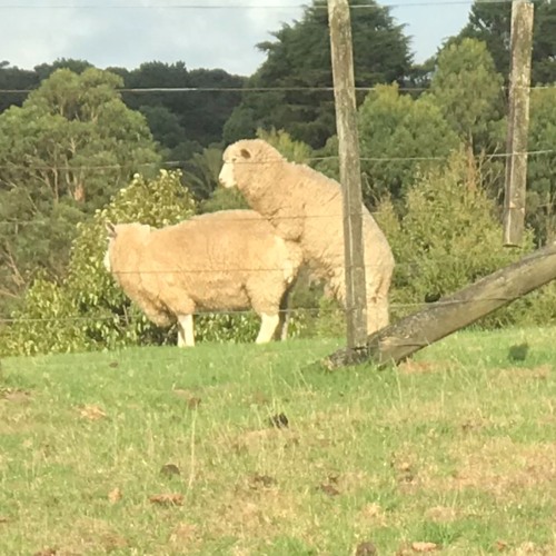 Stream Sheep Daddy music | Listen to songs, albums, playlists for free ...