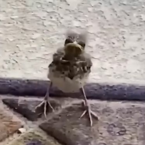 Stream Matteus music | Listen to songs, albums, playlists for free on ...