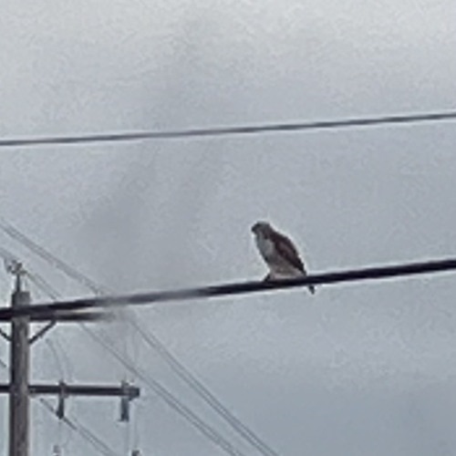 EAS Scenario Zombie Apocalypse Emergency Alert System.mp3 - Listen to music