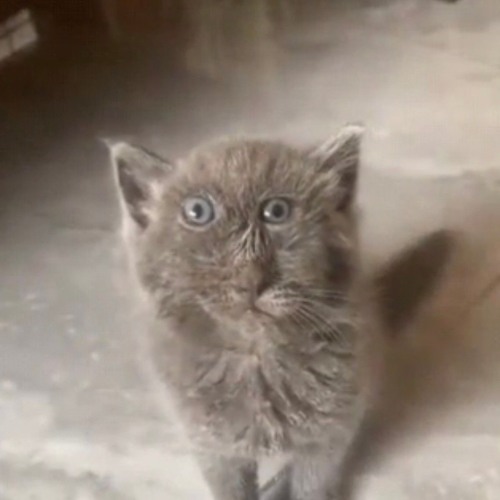 Stream SISYA PIZDA music | Listen to songs, albums, playlists for free ...