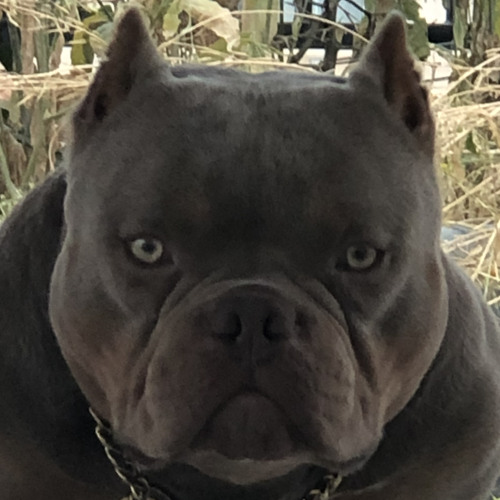 Stream Christopher Rey Espanol music | Listen to songs, albums ...