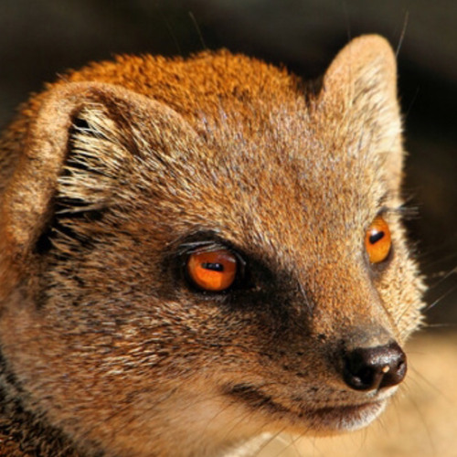 Stream Mangust Mangusticov music | Listen to songs, albums, playlists ...