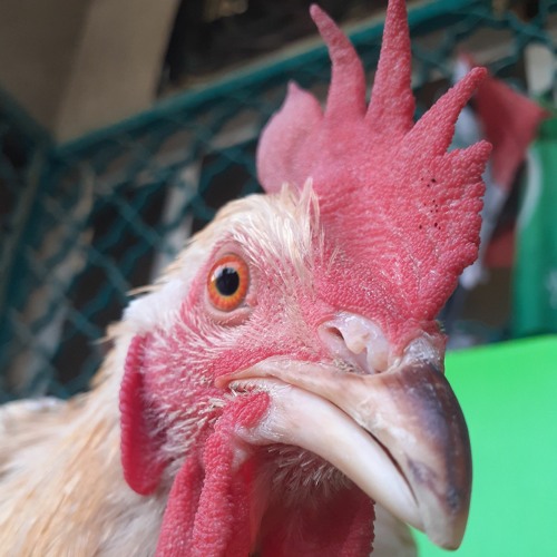 Stream chimken music | Listen to songs, albums, playlists for free on ...