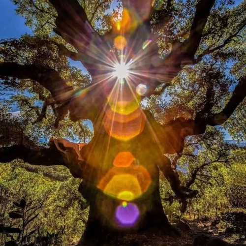 Stream zya Zya music | Listen to songs, albums, playlists for free on ...