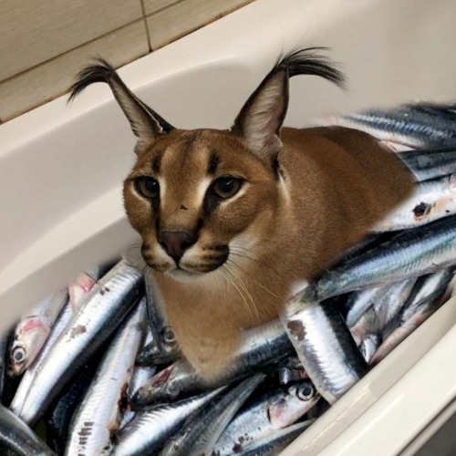 Stream FISH FLOPPA music | Listen to songs, albums, playlists for free ...