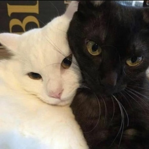 Stream [free] some random fl studio cookup rockstar beat by prod igo ...