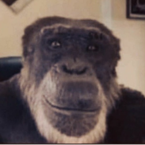 Stream Monke Beaters music | Listen to songs, albums, playlists for ...