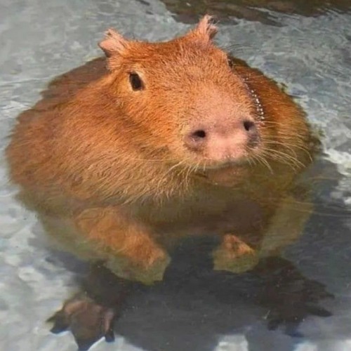 Stream Capybara Gang music | Listen to songs, albums, playlists for ...