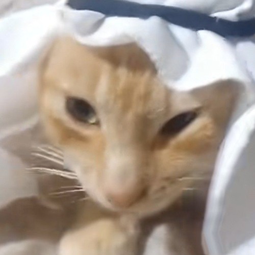 Stream Green grass you aint never gonna see. Judge Pooby. Ft. Diddy SML ...