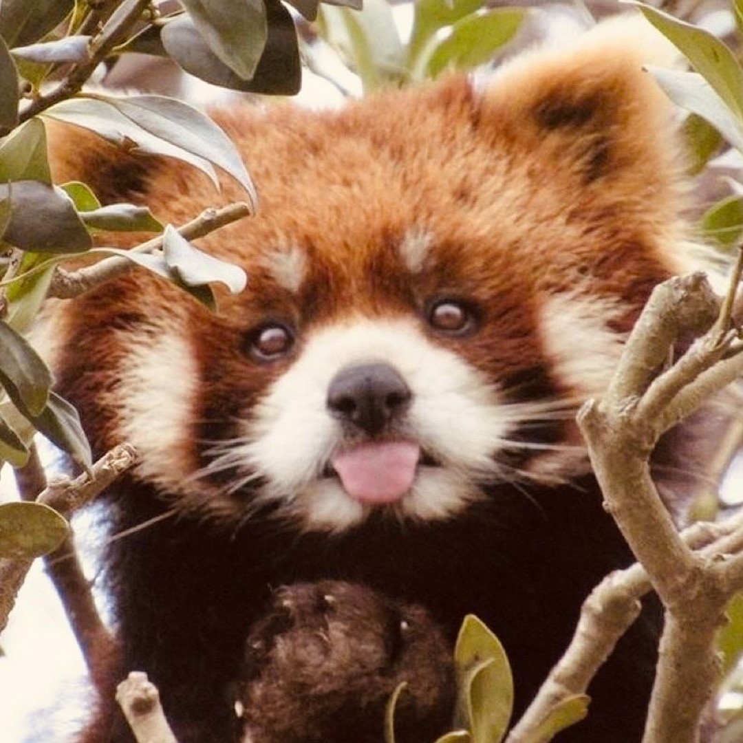 Stream FNF - Rejected Rev-Mixed by Retsy3 | Listen online for free on ...